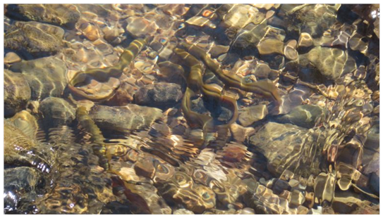 Reeling for Knowledge * Get to Know Our Native Lamprey | Spotlight on Lake